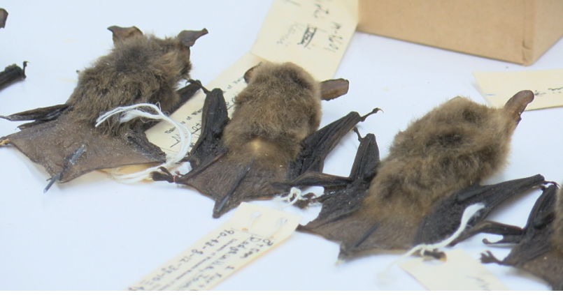 Northern Long-eared Bat Listed as Endangered | News | waow.com