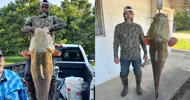 Man catches massive, record-breaking flathead catfish at Pine Creek ...