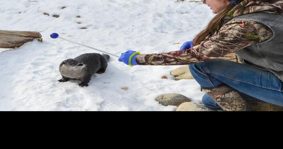 Otters in the bathtub: How a Montana zookeeper is living her dream | National | waow.com
