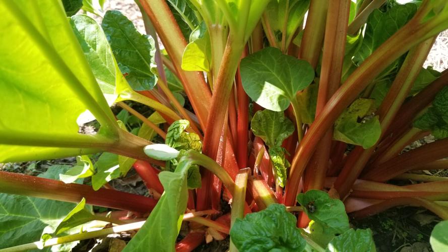 Garden Goodies: Rhubarb Pie and Jam | Garden Goodies | waow.com