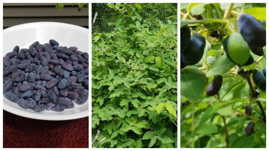 Garden Goodies: Tundraberry Shortcake | Garden Goodies | waow.com