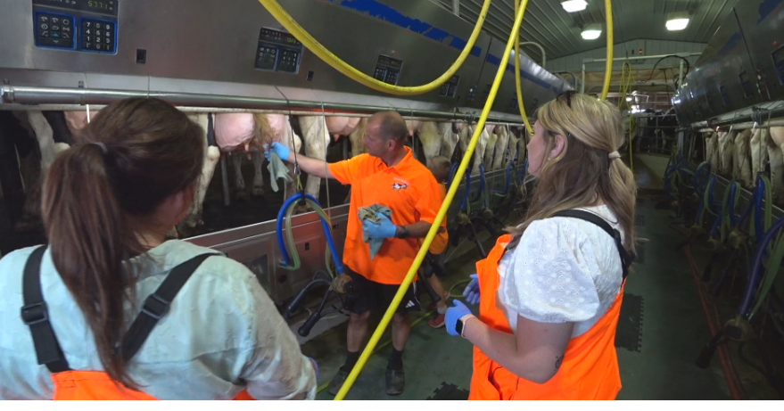 Wakeup Wisconsin anchors learn how to milk cow for Dairy Month | Wake ...
