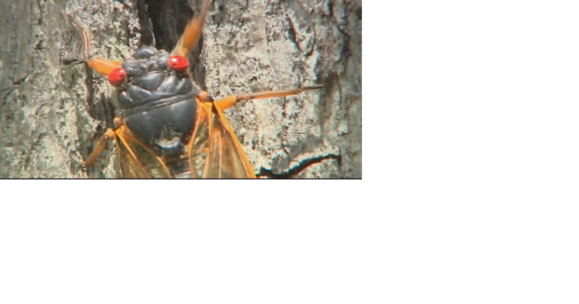 Cicadas to resurface by the billions in upper Midwest | Wisconsin News ...