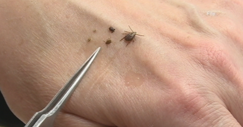 Research shows that ticks can carry CWD | News | waow.com