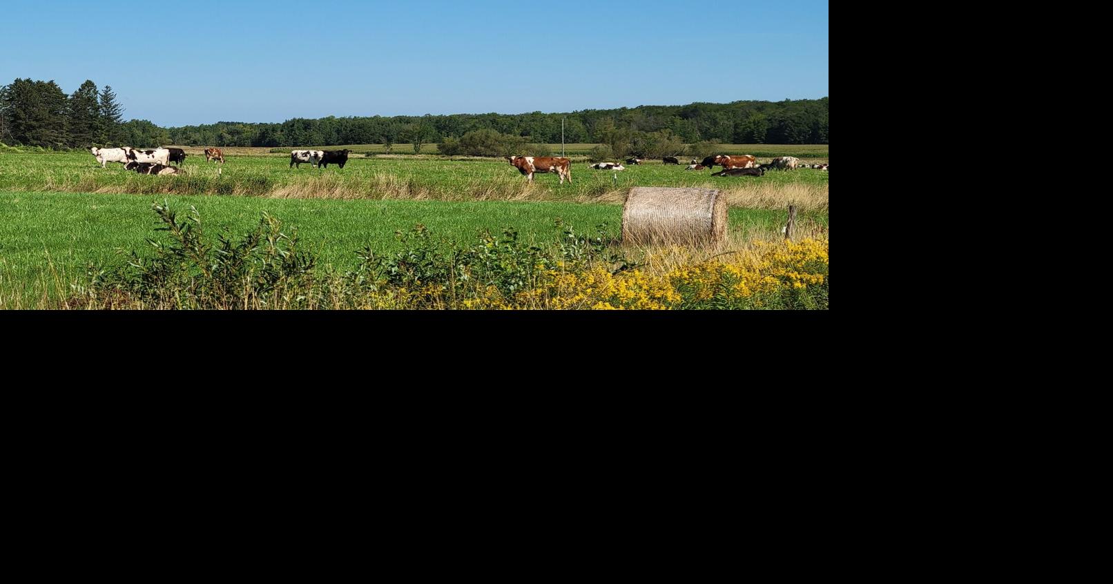 Where did all the cows go? | Weather | waow.com