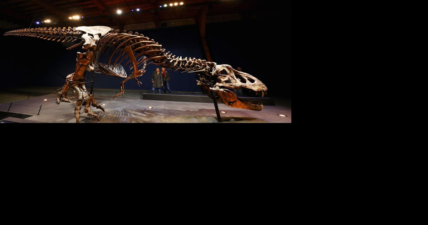 Why did T. rex have tiny arms? A new study may finally have the answer ...