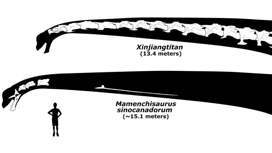 mamenchisaurus