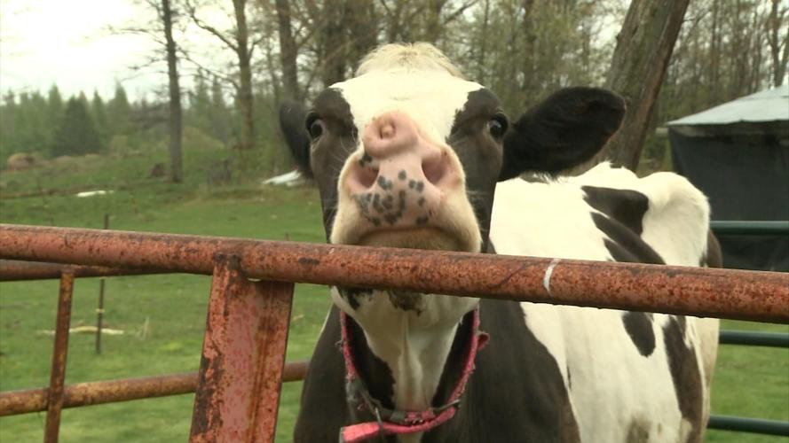 Two-nosed cow "Lucy" dies at age 15 | Zoology | waow.com