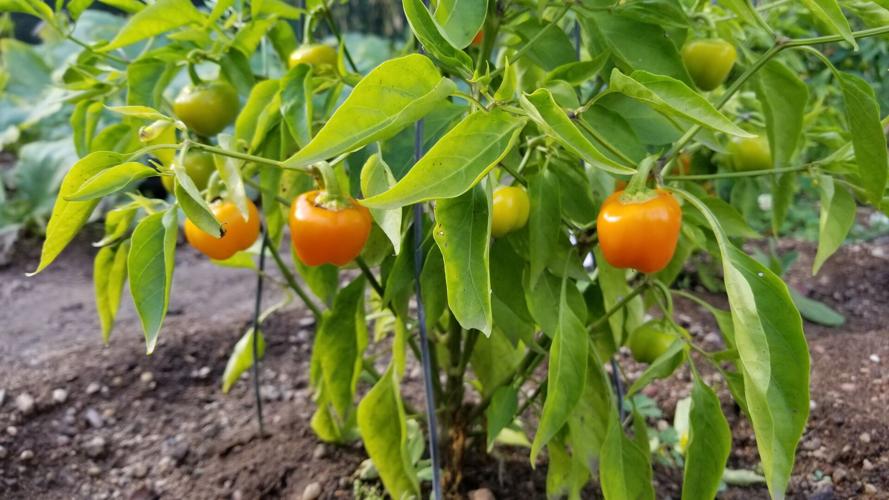 GARDEN GOODIES: Mini bell peppers | Top Stories | waow.com