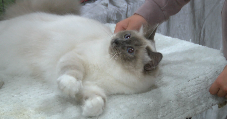 Wausau 4-H club member serves at Cat Show for over a decade | Top ...