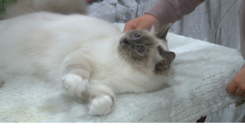 Wausau 4-H club member serves at Cat Show for over a decade | Top ...