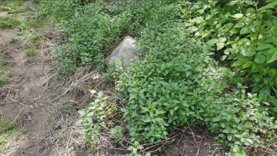 GARDEN GOODIES: Mint varieties | Garden Goodies | waow.com