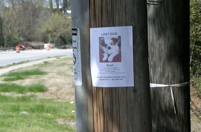 Owner frantic, furious after emergency vet loses dog | Veterinary ...