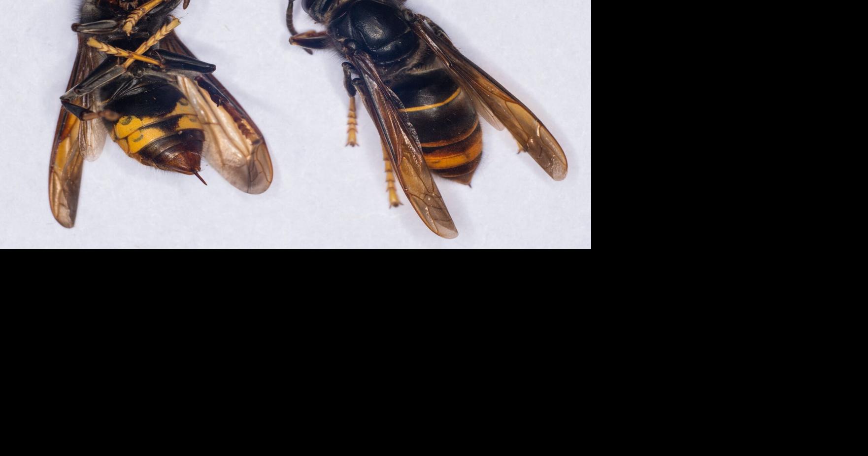 Invasive yellow-legged hornets spotted in US for first time, pose ...