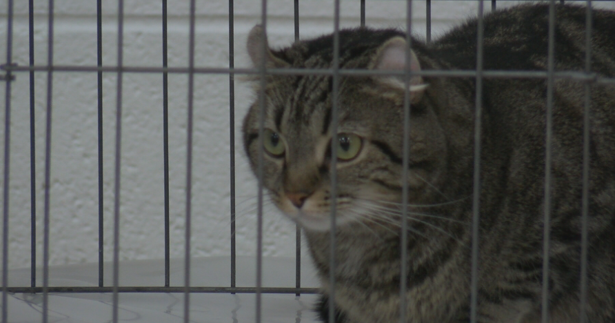 Wausau welcomes cats for annual show | Top Stories | waow.com