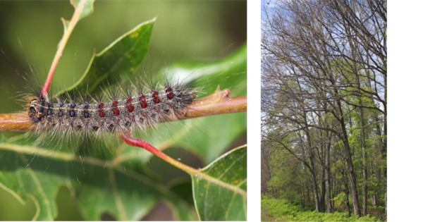 Invasive caterpillars damage national forest | Top Stories | waow.com