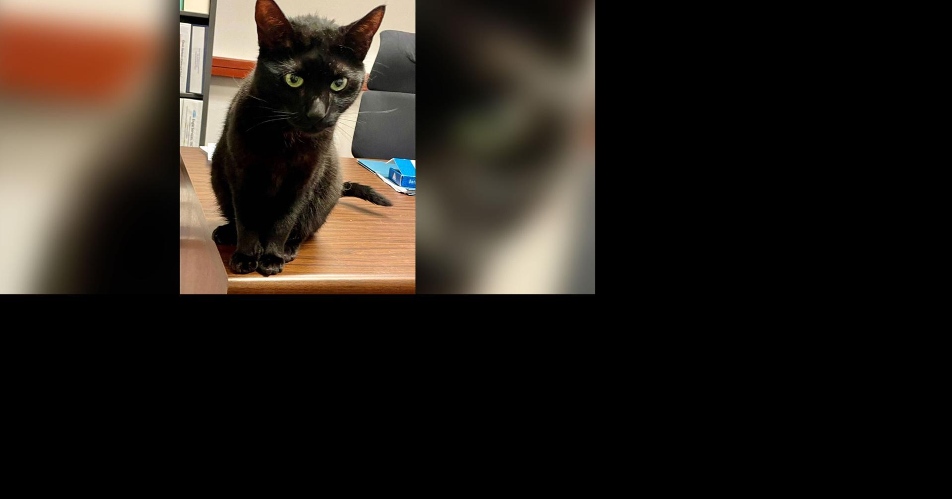 A cat will be finally reunited with her family after spending 3 weeks ...