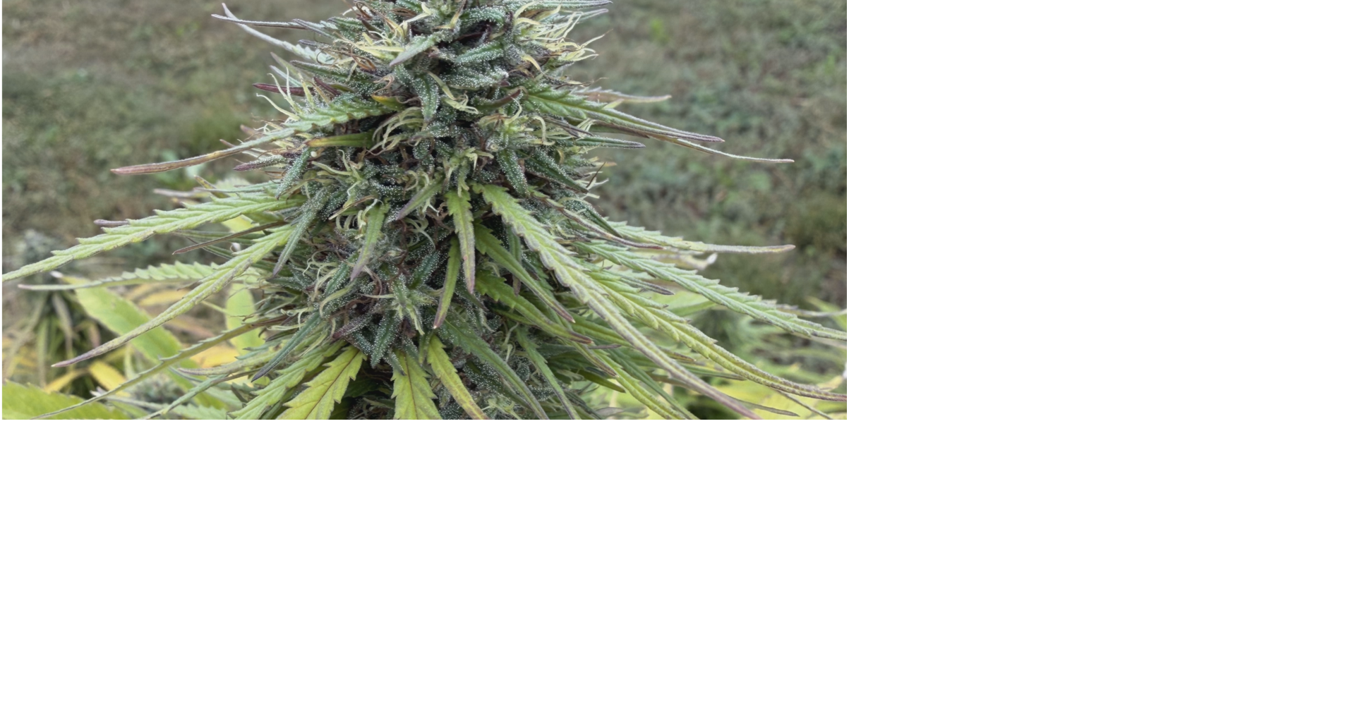 UW Madison scientists create THC free hemp with genetic editing | News ...