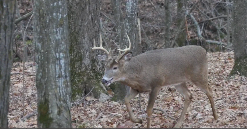 Toxic PFAS found in Wisconsin deer | News | waow.com