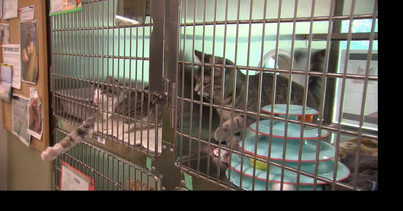 Pet Saver: Two cats that go together | Video | waow.com