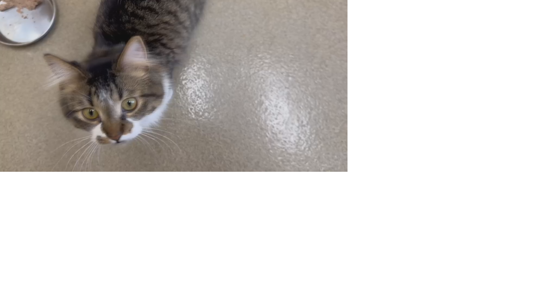 Lincoln County Petsaver: Simone | Pet Saver | waow.com