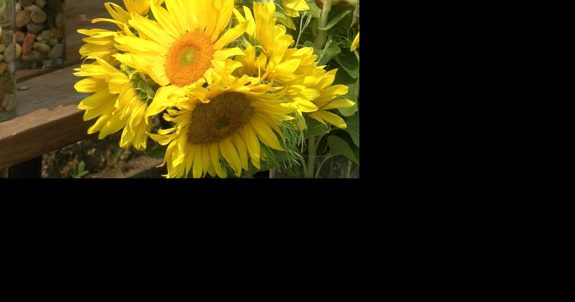 Sunflower campaign returns despite weather | News | waow.com