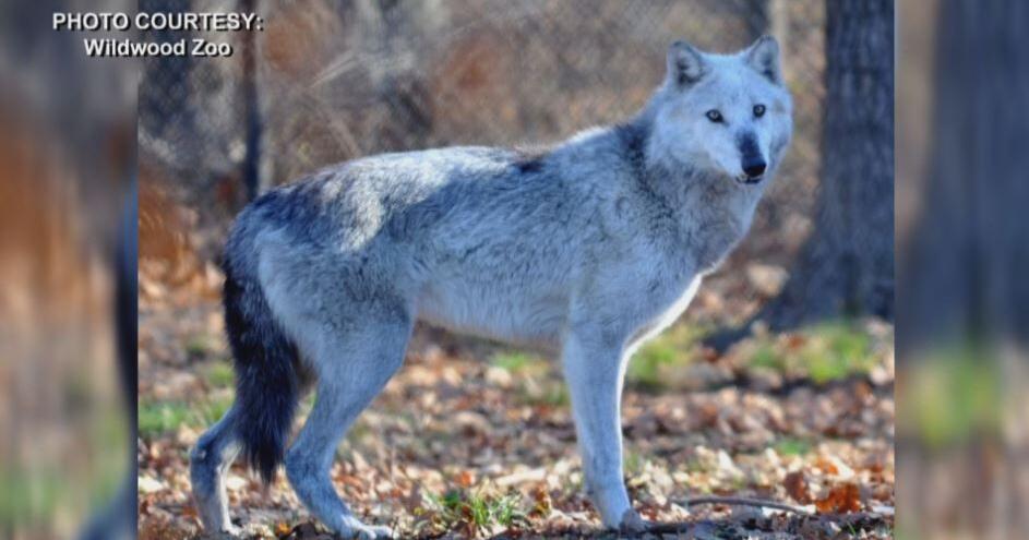 Wildwood Zoo announces death of 'Smokey' the Timber Wolf | News | waow.com