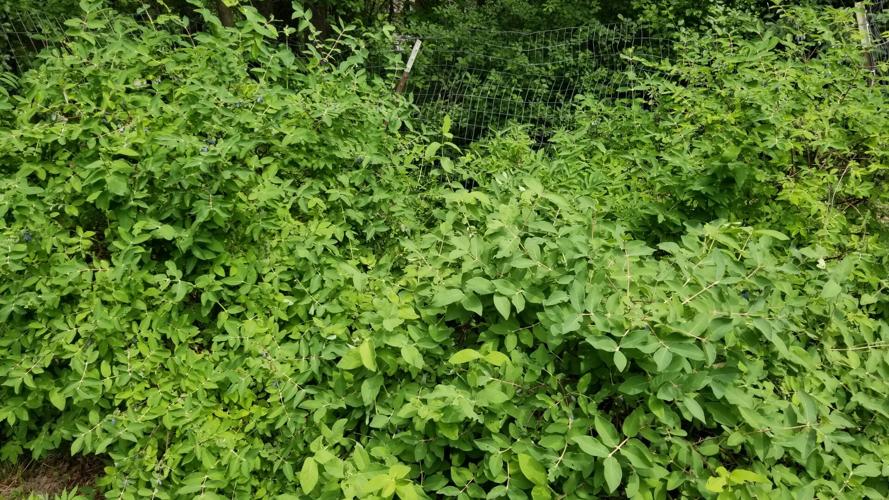 GARDEN GOODIES: Tundraberries | Top Stories | waow.com