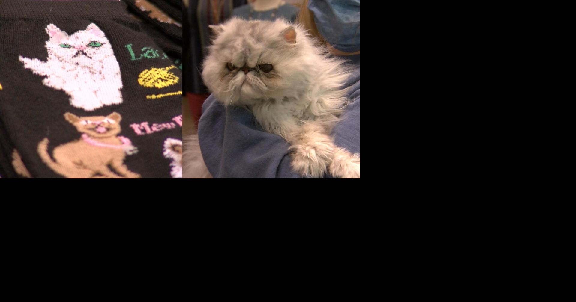 Local cat goes from shelter to sock icon | News | waow.com