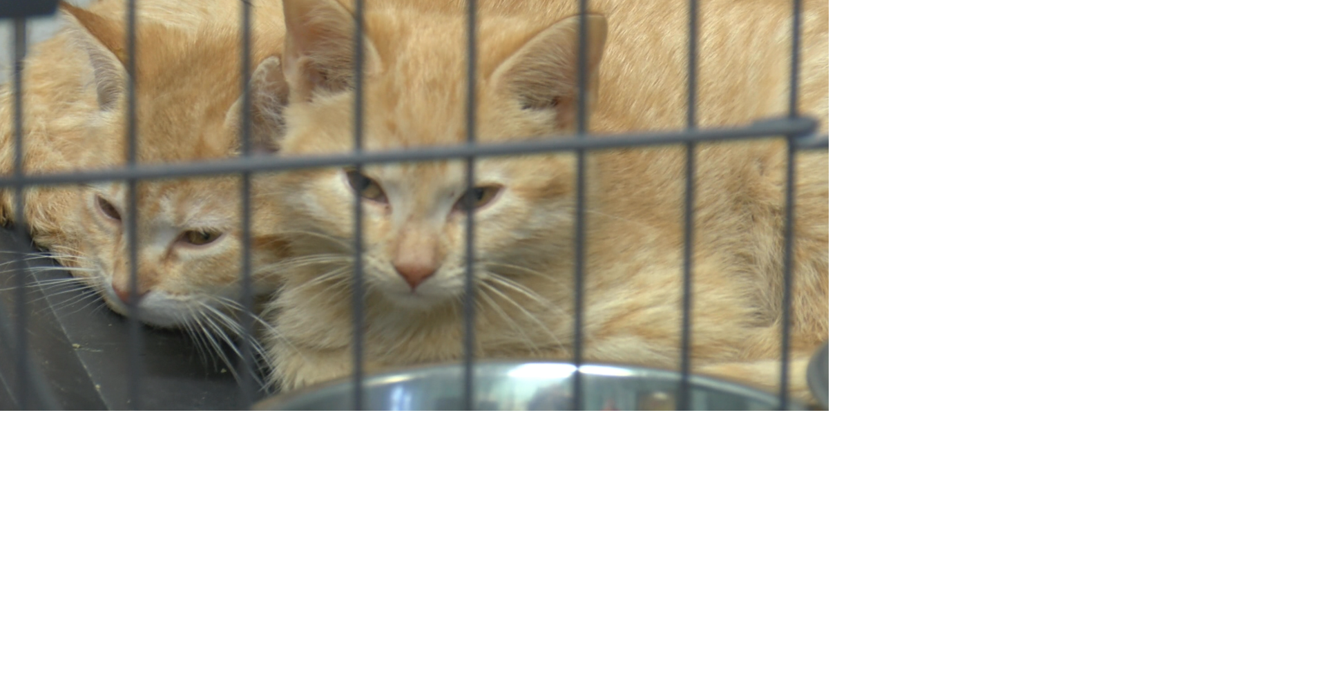 Over 40 cats living in one home surrendered to Lincoln Humane Society ...