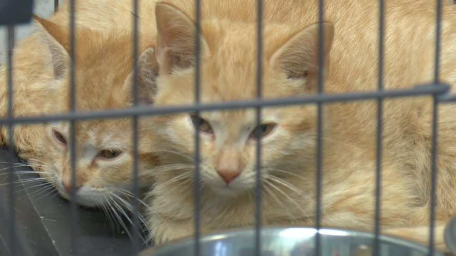 Over 40 cats living in one home surrendered to Lincoln Humane Society ...