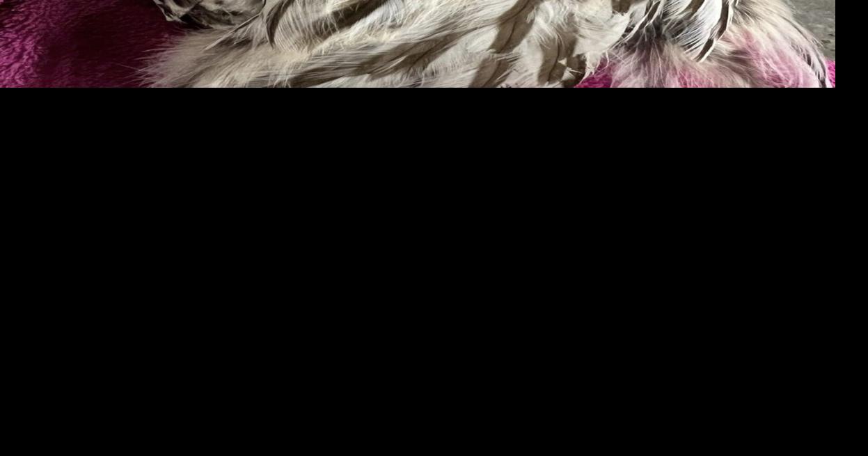 Barred owls facing starvation due to ice layers between snow ...