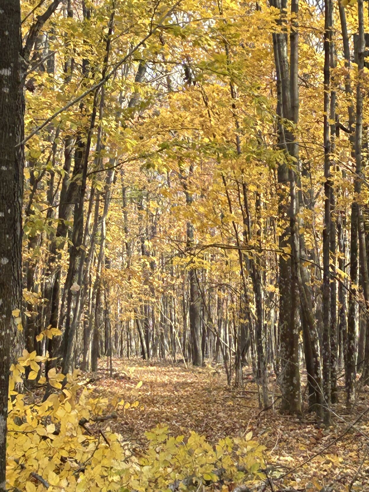 Nice today, then not so nice for midweek | Weather | waow.com