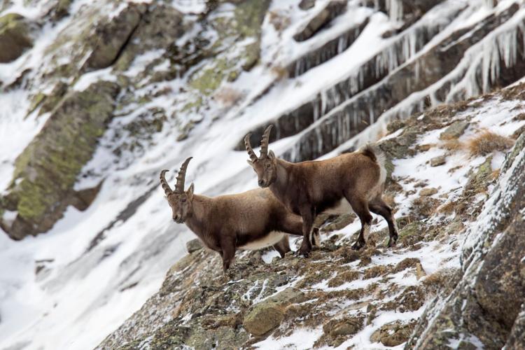 These goats are so exhausted by heat that they’d rather risk the wolves ...