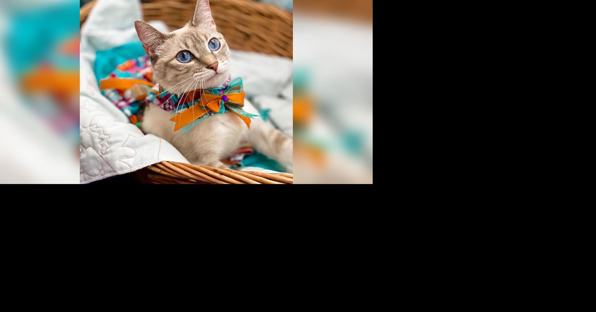 Cecily the cat has a lifelong disability. It hasn’t stopped her from ...