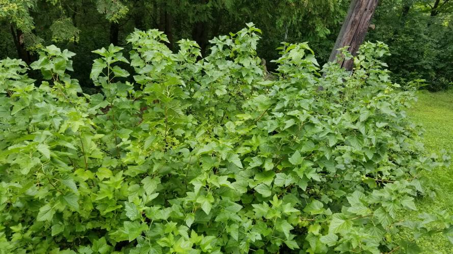 Garden Goodies 2024 Black Currants and alternative sweeteners | News ...