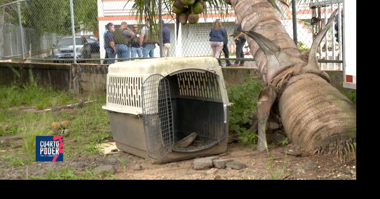 Animales realengos: ¿A dónde los llevan? | Cuarto Poder | wapa.tv