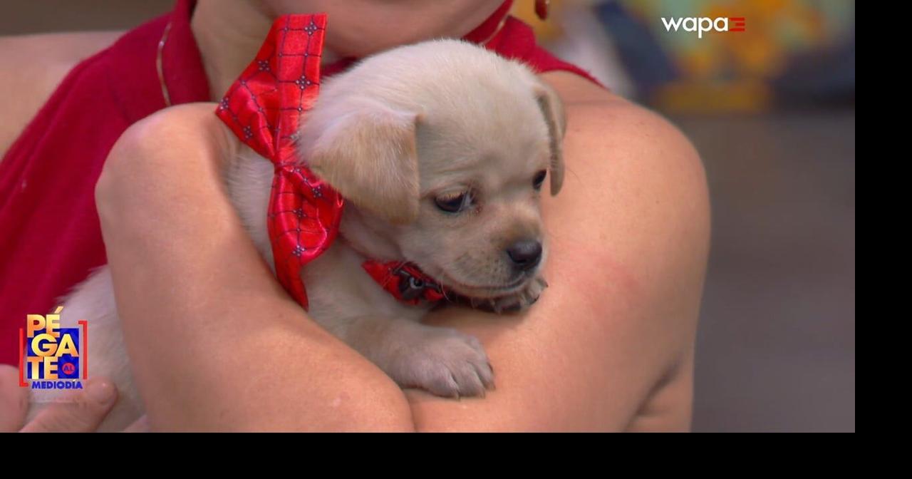 Adopta y ayuda a la Fundación Rabito Kontento | Pégate al Mediodía | wapa.tv