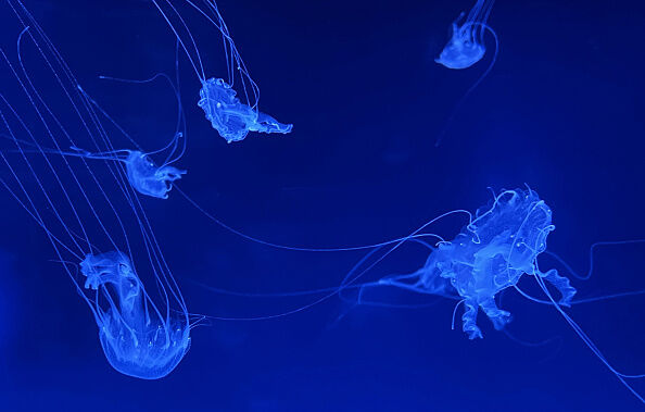 Medusas cautivan a visitantes de gigantesco acuario circular en Praga ...