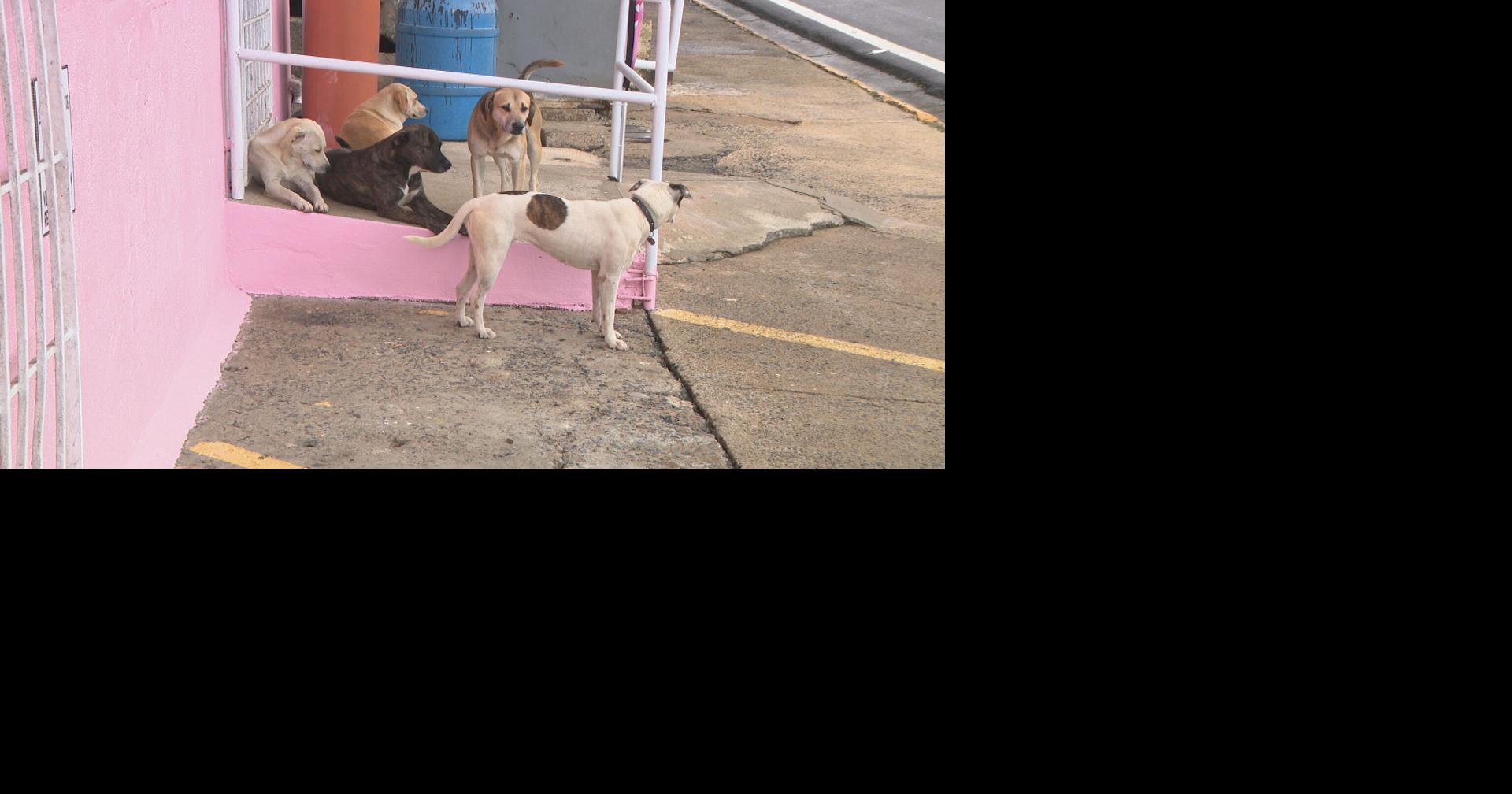 Crisis de perros realengos afecta a ciudadanos y comercios en Aguas ...