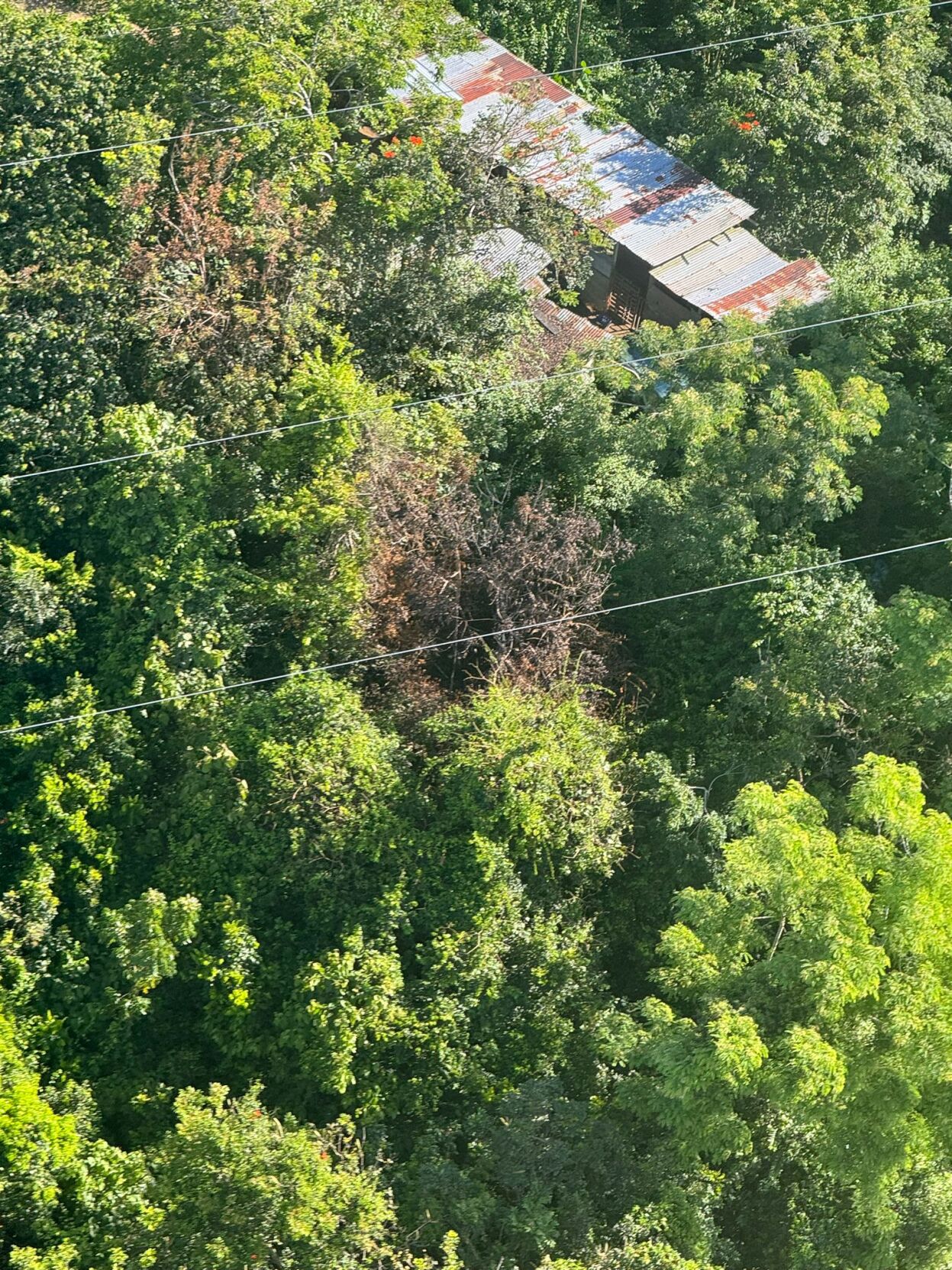 ¿Está conforme con la explicación de LUMA de que el apagón fue por la ...