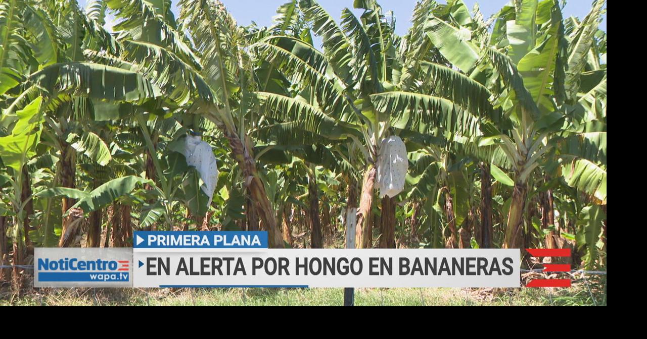 Piden tomar precauciones para evitar hongo en plátanos y guineos ...
