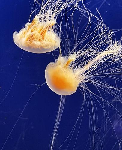 Medusas cautivan a visitantes de gigantesco acuario circular en Praga ...