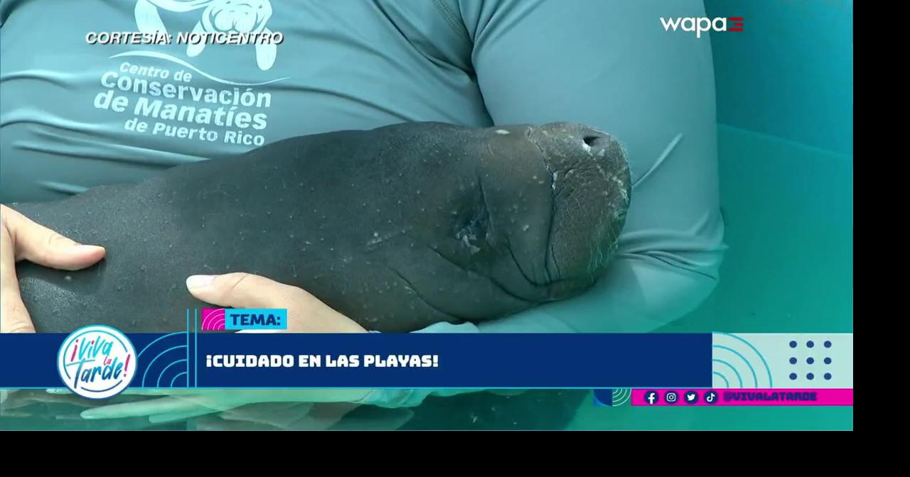 Manatí bebé es rescatado en una playa en Santa Isabel | Viva La Tarde ...
