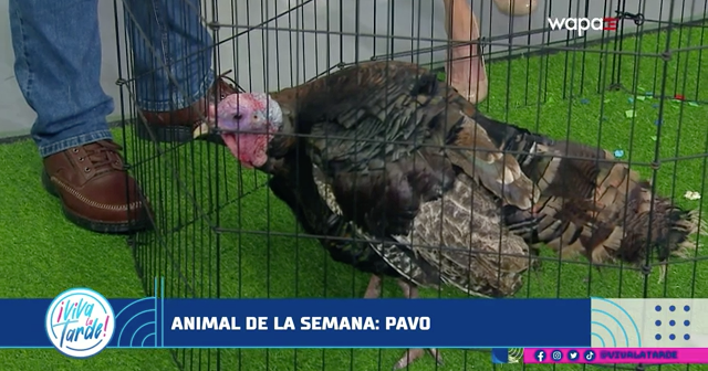 Todo lo que debes saber sobre el pavo | Viva La Tarde | wapa.tv
