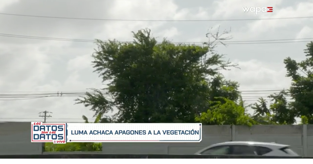 LUMA achaca apagones a la vegetación | Los Datos Son Los Datos | wapa.tv