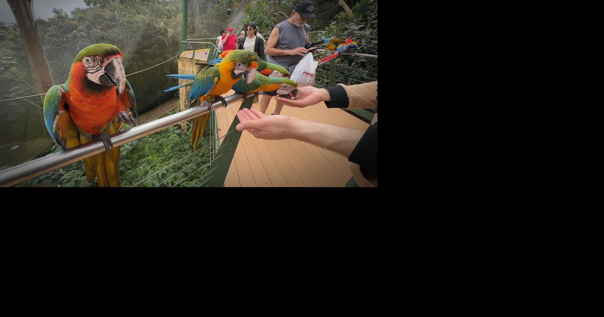 Parque Forestal La Marquesa en Guaynabo: flora, fauna y hermosas vistas ...