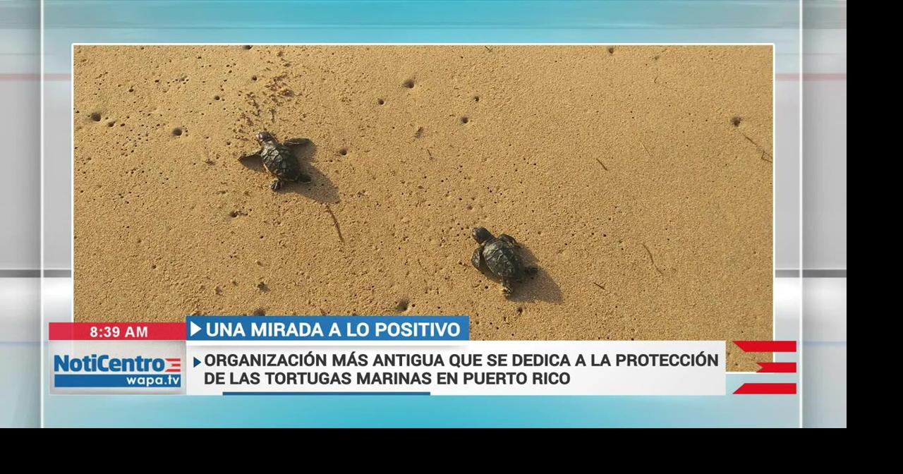 Organización se dedica a la protección de tortugas marinas | Reportajes ...