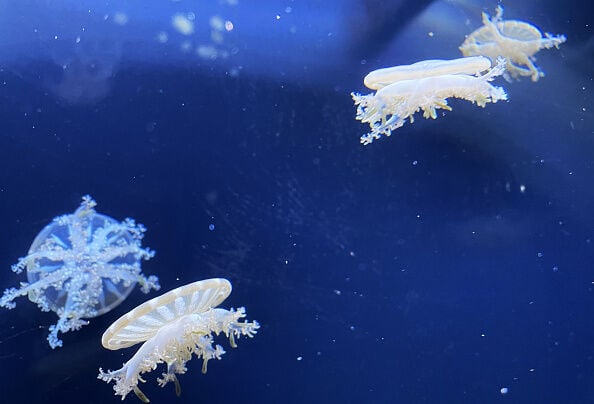 Medusas cautivan a visitantes de gigantesco acuario circular en Praga ...