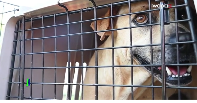 Ley cucaracha en Puerto Rico que afecta a los animales realengos | Ahí ...